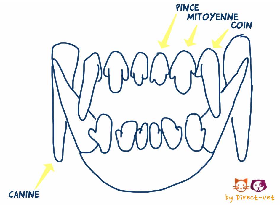 Données physiologiques de référence du chien et espérance de vie - Blog ...